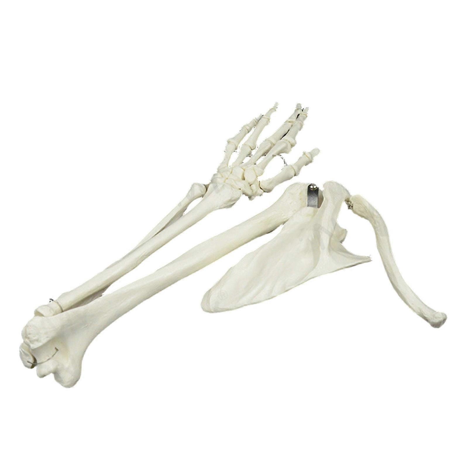 Anatomical Study Life Size Human Arm Joint Study Skeleton Model Human ...