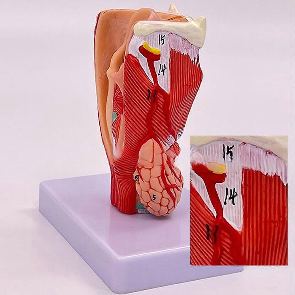 Anatomical Larynx Model Removable Human Throat Anatomy Model Life Size ...