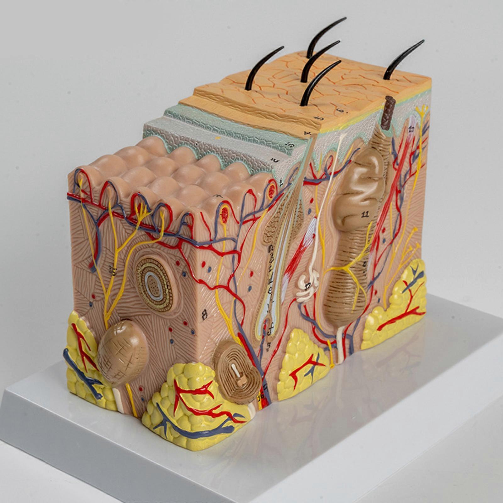 Human Skin Anatomy Model Human Skin Structure Anatomical Model Human ...