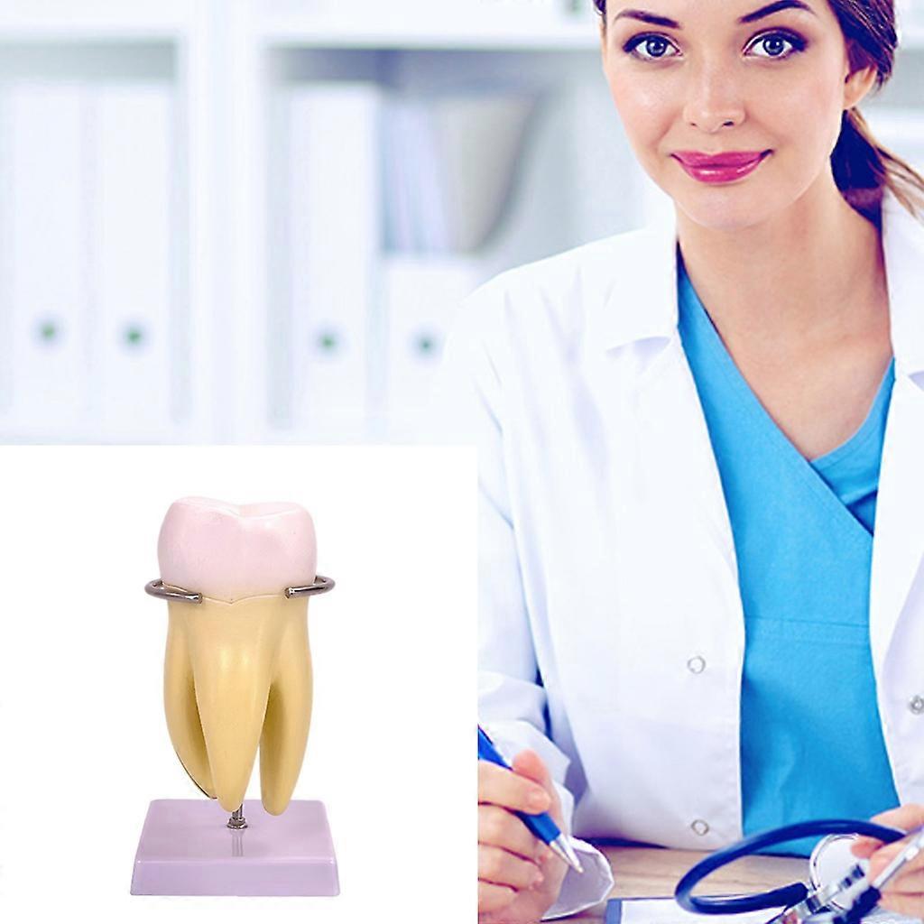 Human Tooth Model Molar Tooth Anatomy Model, Dental Teeth Model for ...