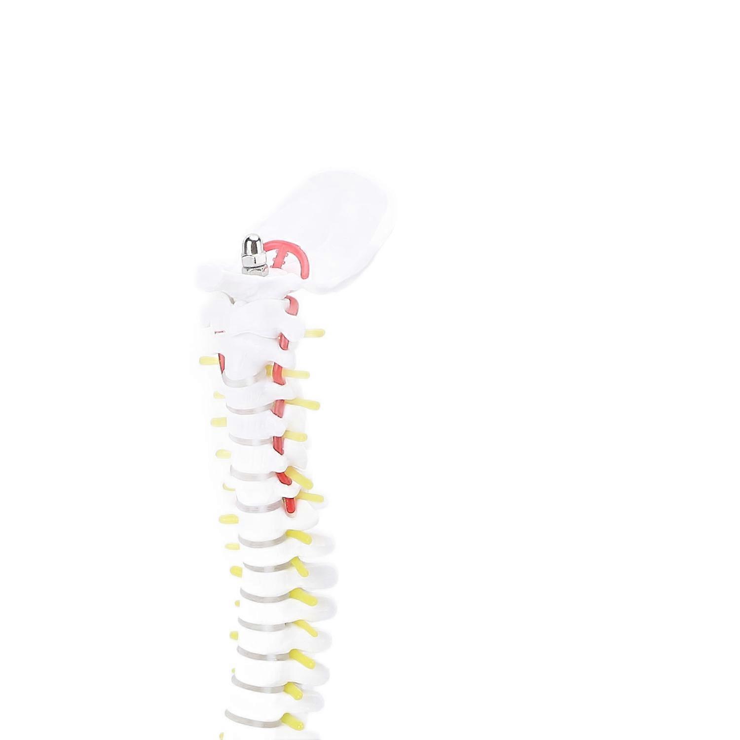 Spine Model with Stand Life Size Spinal Cord Model PVC Realistic Human ...