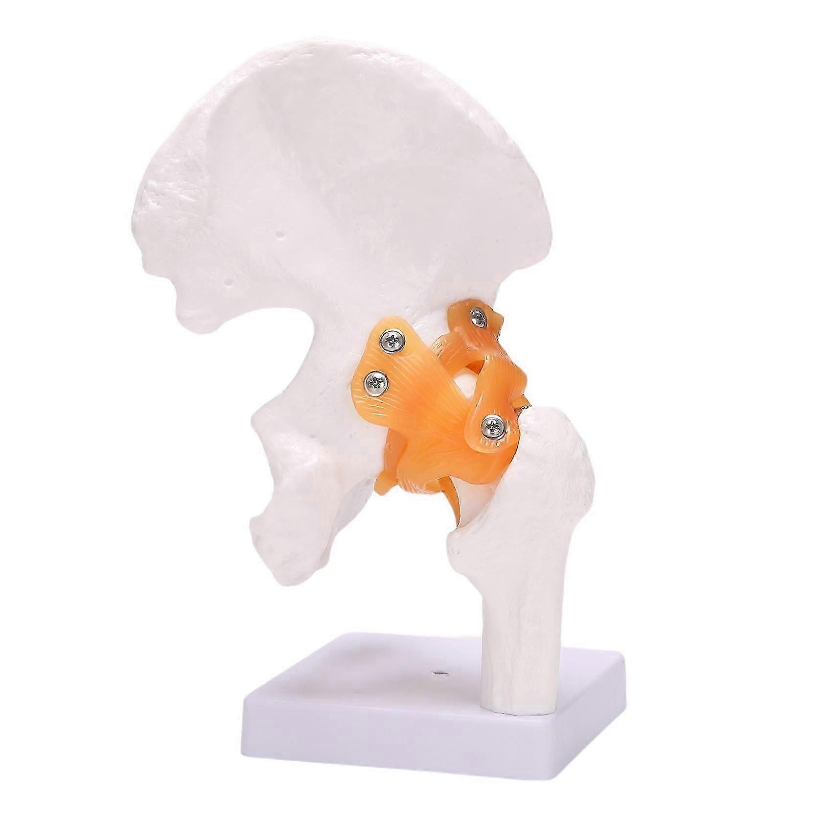 Life Size Hip Bone Model - Hip Joint Model with Flexible Ligaments and ...