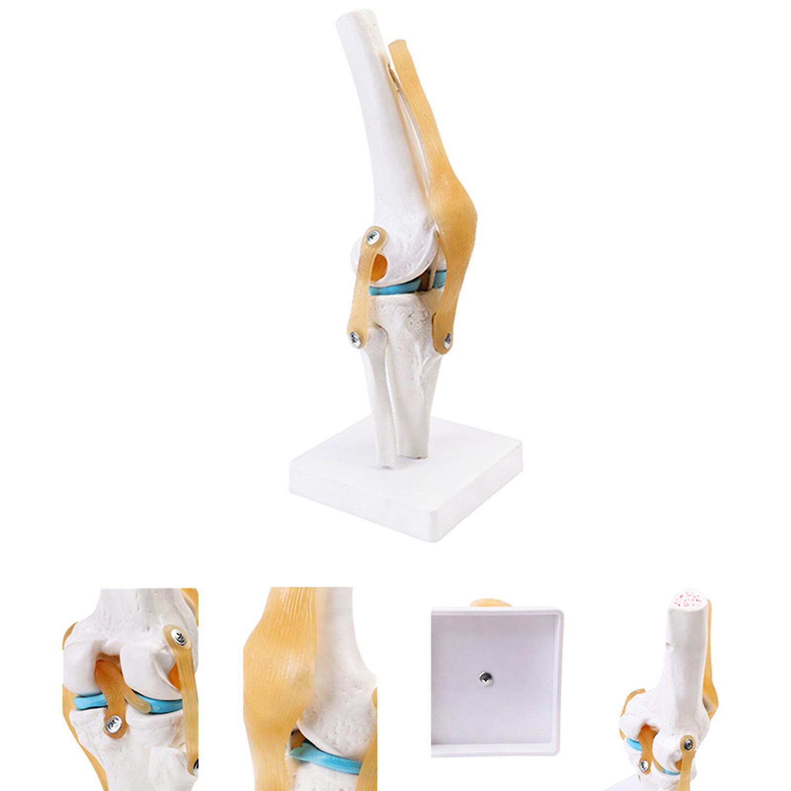 Knee Joint Model, Flexible Knee Model With Ligaments & Stand, Life Size ...