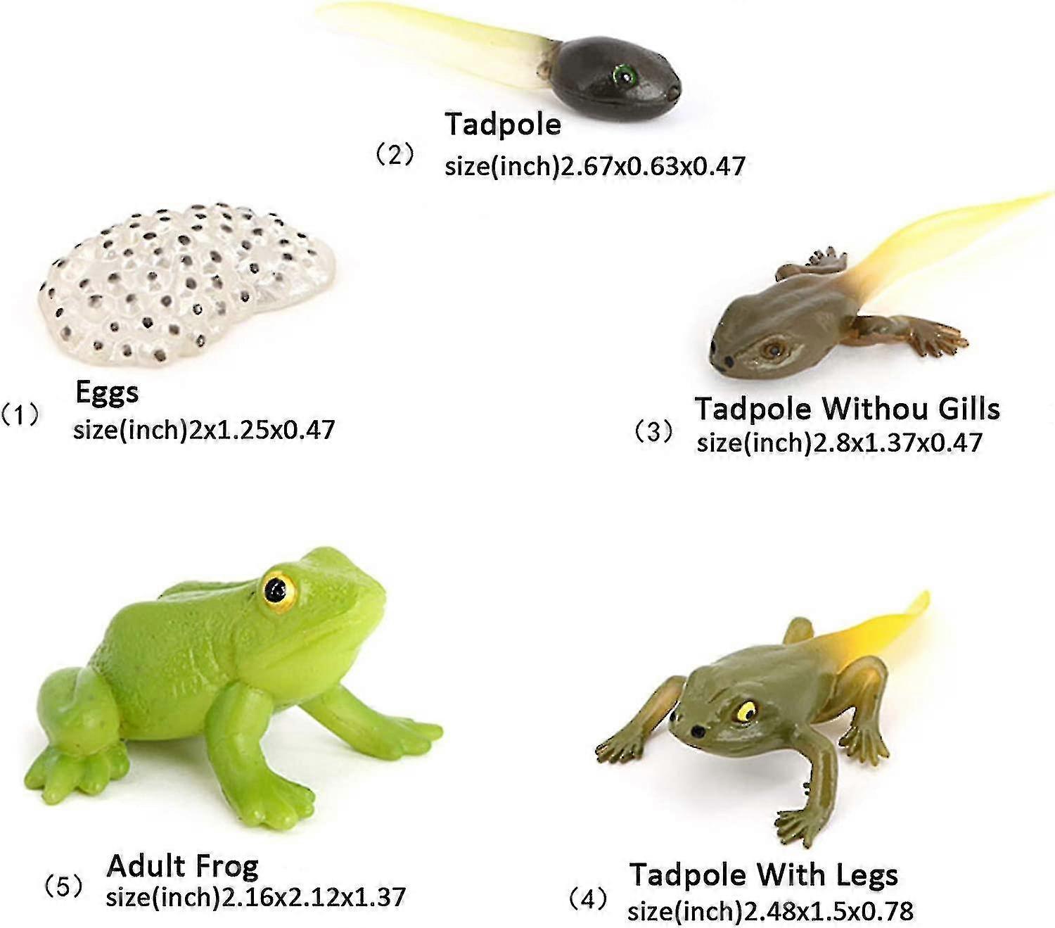 Animal Biological Model Growth Cycle, Growth Stage Life Cycle Frog Life ...