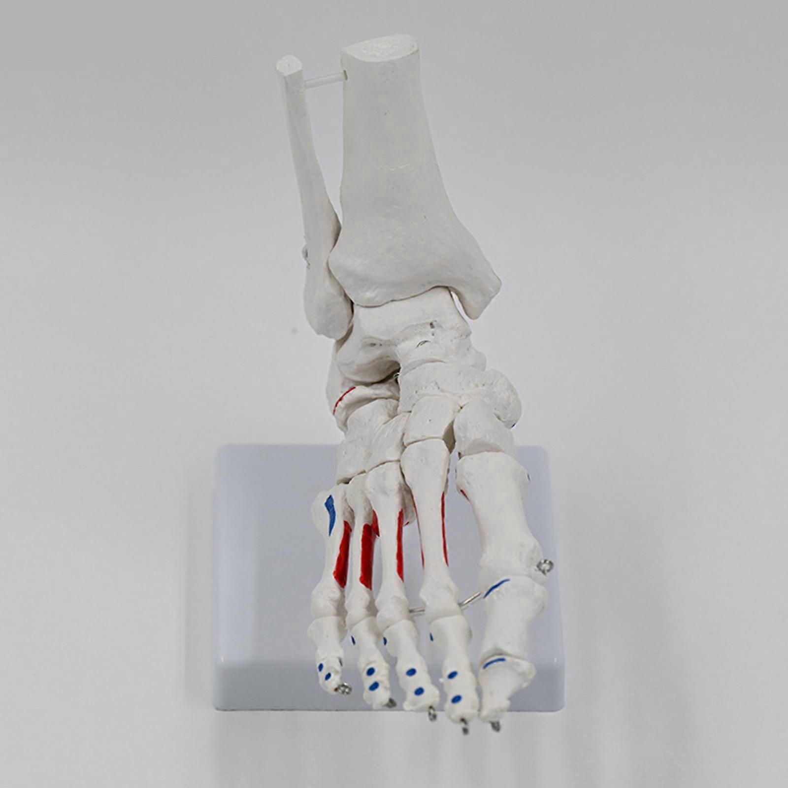 Human Foot Joint Skeleton Model Life Size Foot Joints Anatomy Model ...