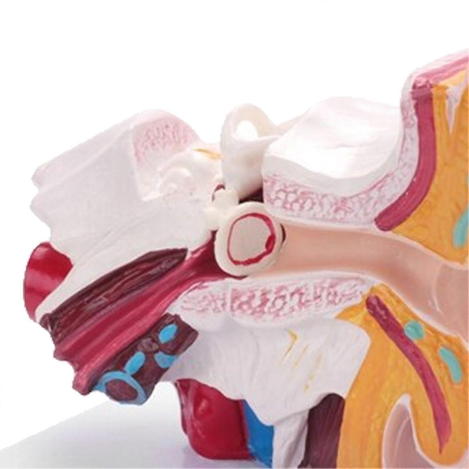 Human Ear Anatomy Model 1.5 Times Enlarged PVC Anatomical Ear Model for ...