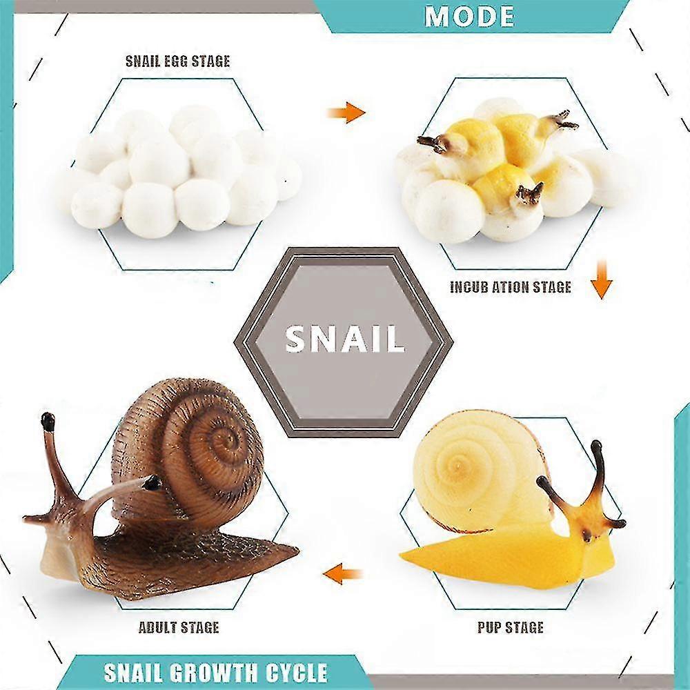 4pcs Creative Snail Growth Cycle Model Toys Unique Design Simulation ...