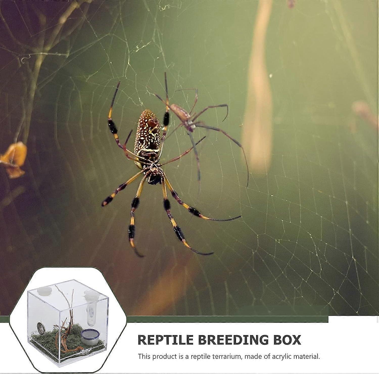 edderkopp habitatboks, høy gjennomsiktig edderkopp habitat hoppe ...