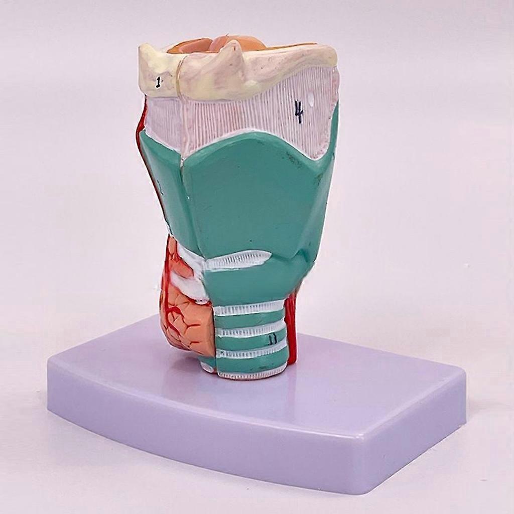 Anatomical Larynx Model Removable Human Throat Anatomy Model Life Size ...