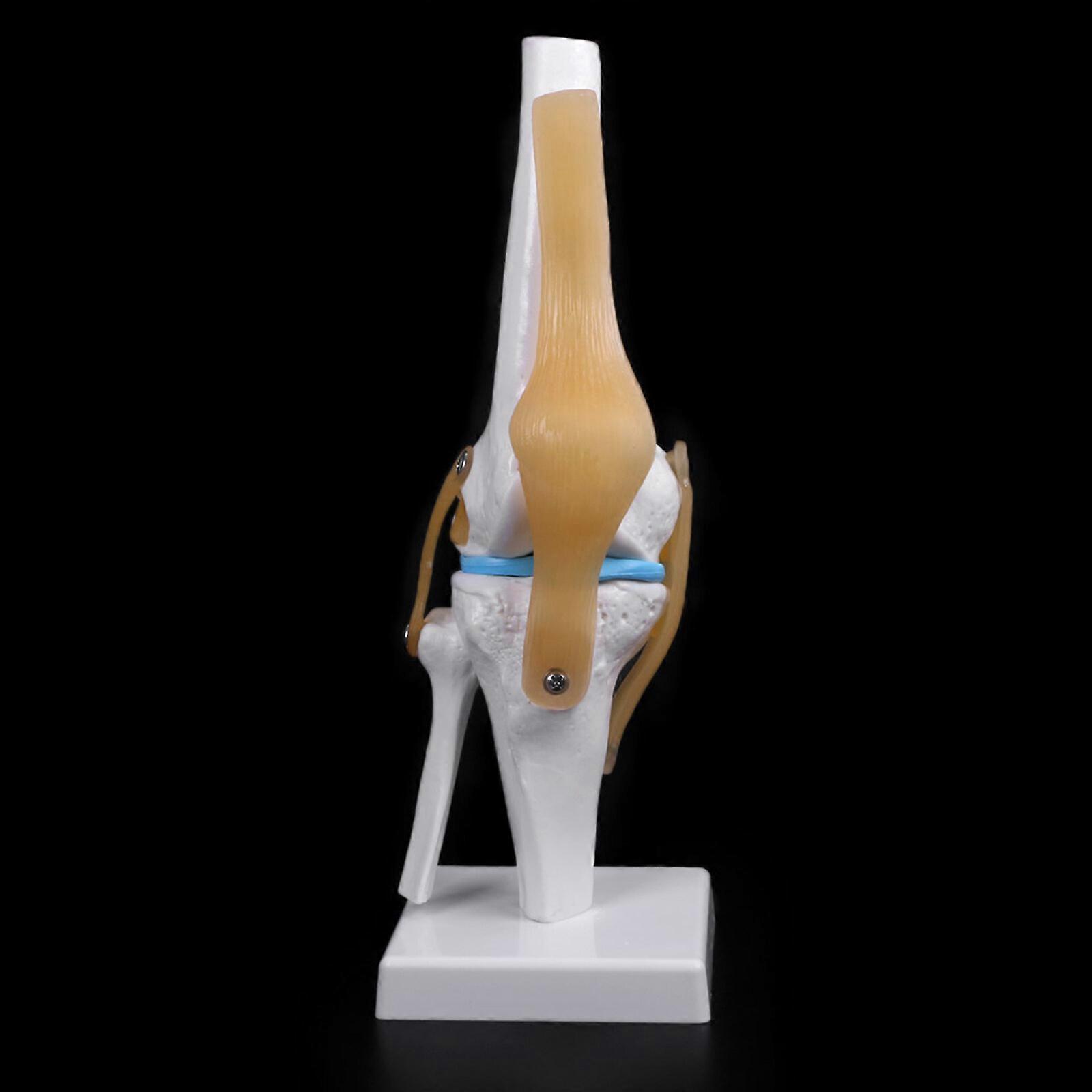 Knee Joint Model, Flexible Knee Model With Ligaments & Stand, Life Size ...