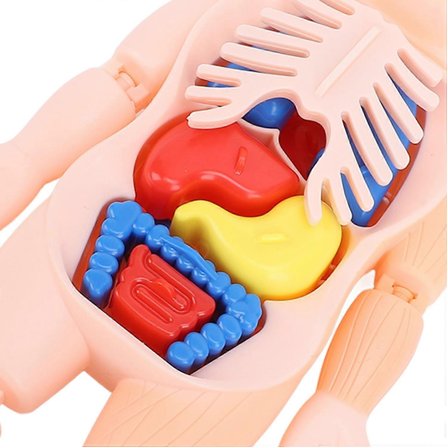 Human Body Structure Model Detachable Torso Organ Assembly Toy Anatomical Physiology Model for ...