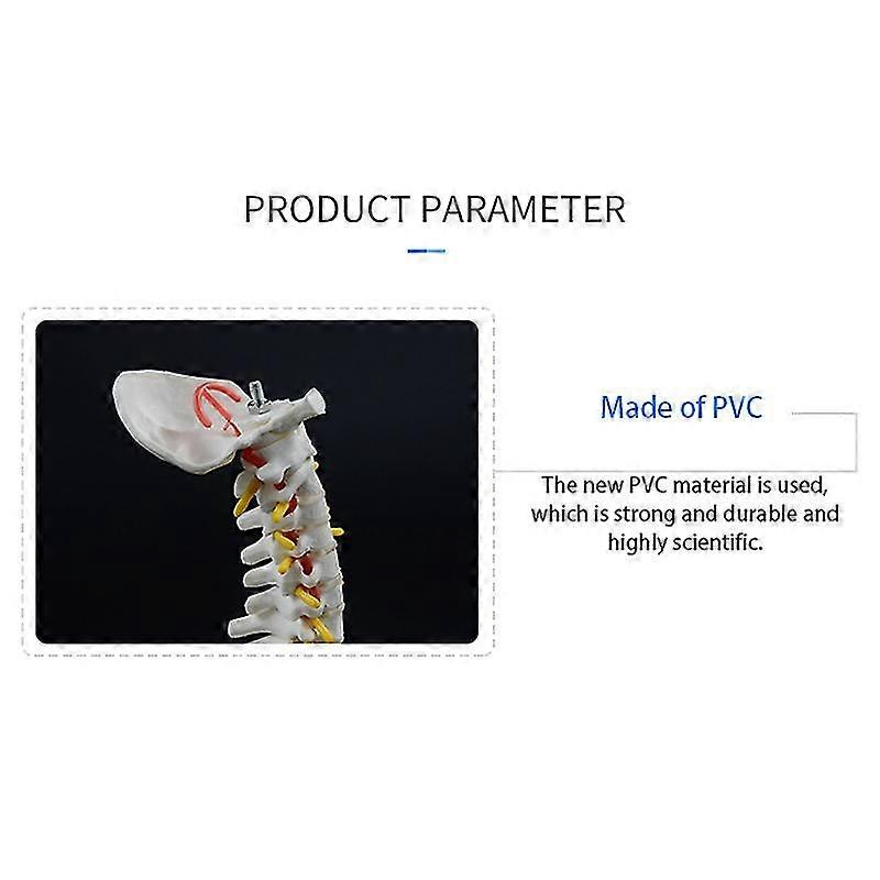 45CM Human Spine with Pelvic Model Human Anatomical Anatomy Spine Model ...
