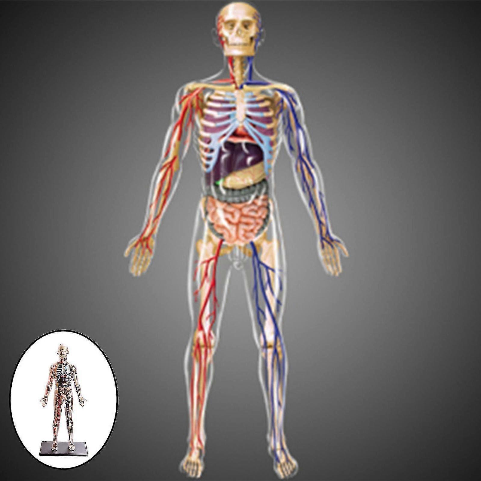Interactive Human Body Fully Anatomy Figure Human Body Model For Kids ...