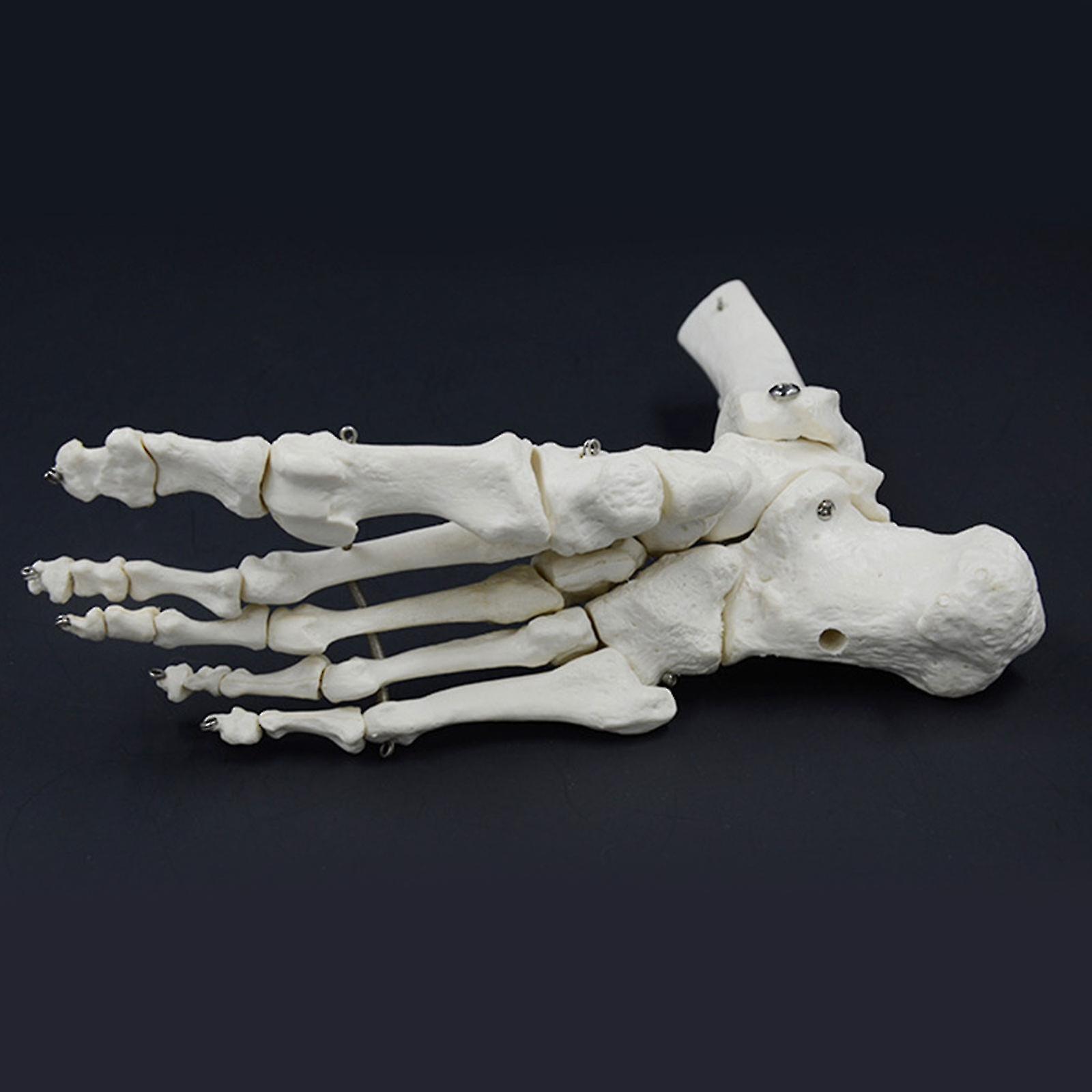 Life Size Human Foot Ankle Model Medical Anatomy Foot Skeleton Model ...