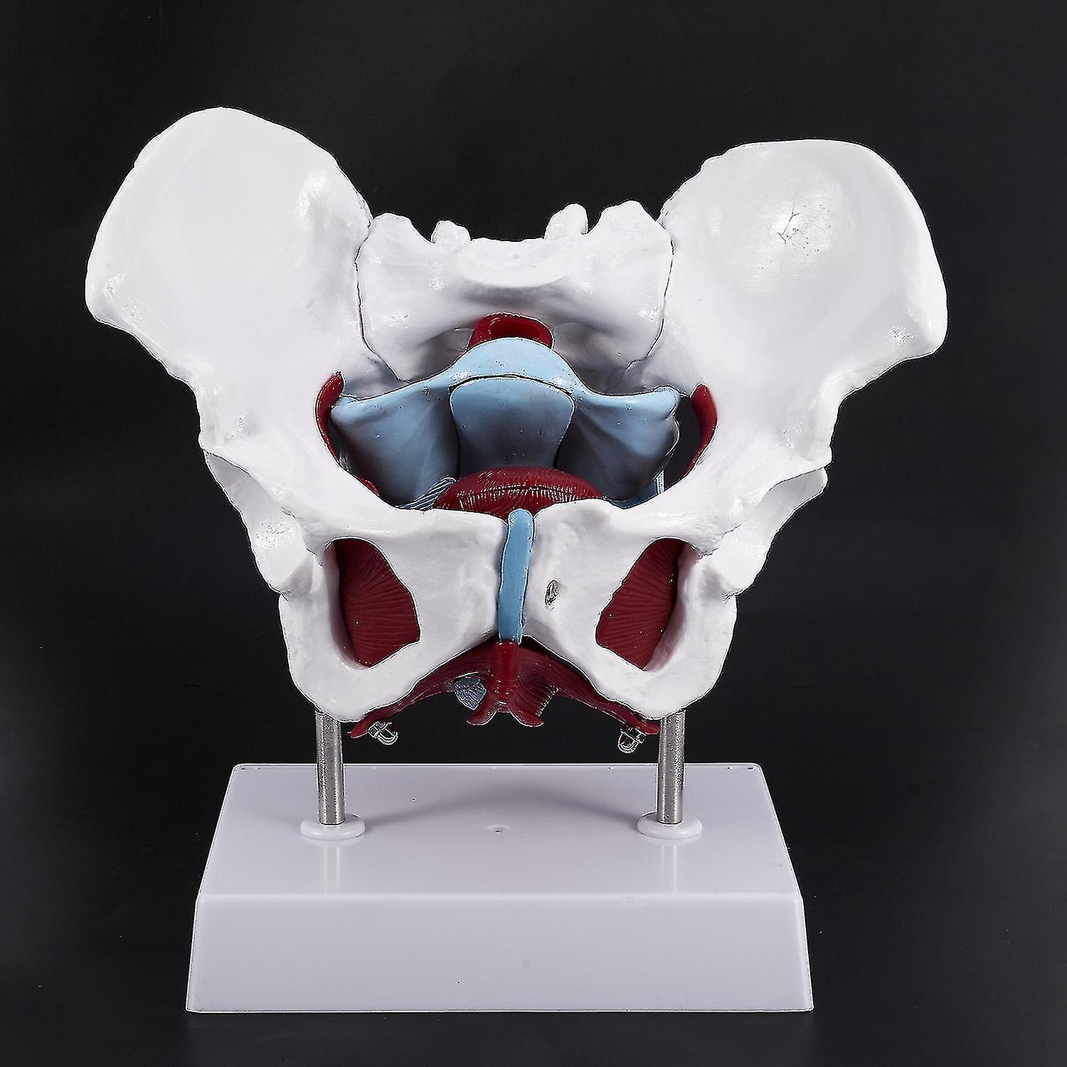 Female Pelvis And Reproductive Organs Model Female Bladder Pelvic Floor ...
