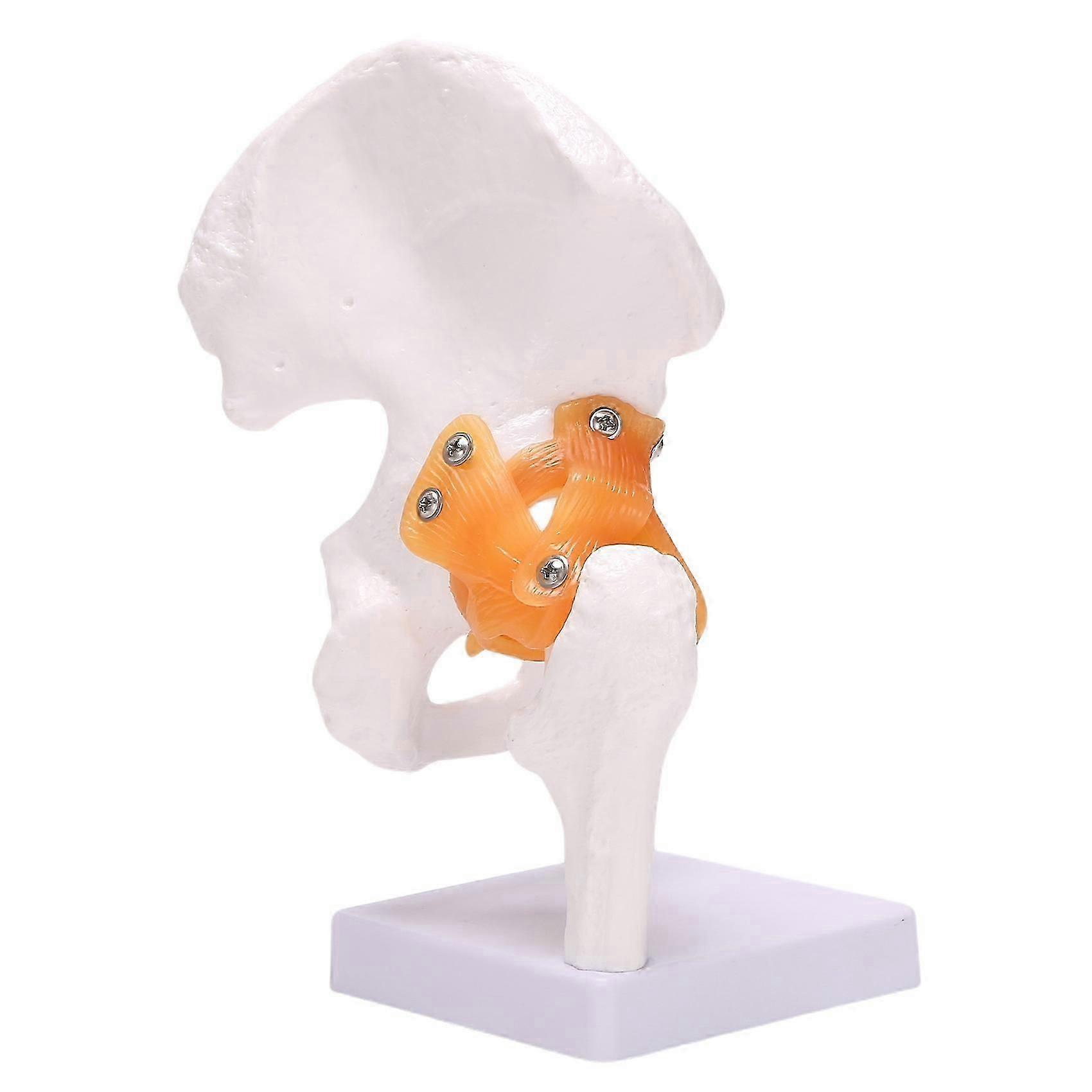 Life Size Hip Bone Model - Hip Joint Model with Flexible Ligaments and ...