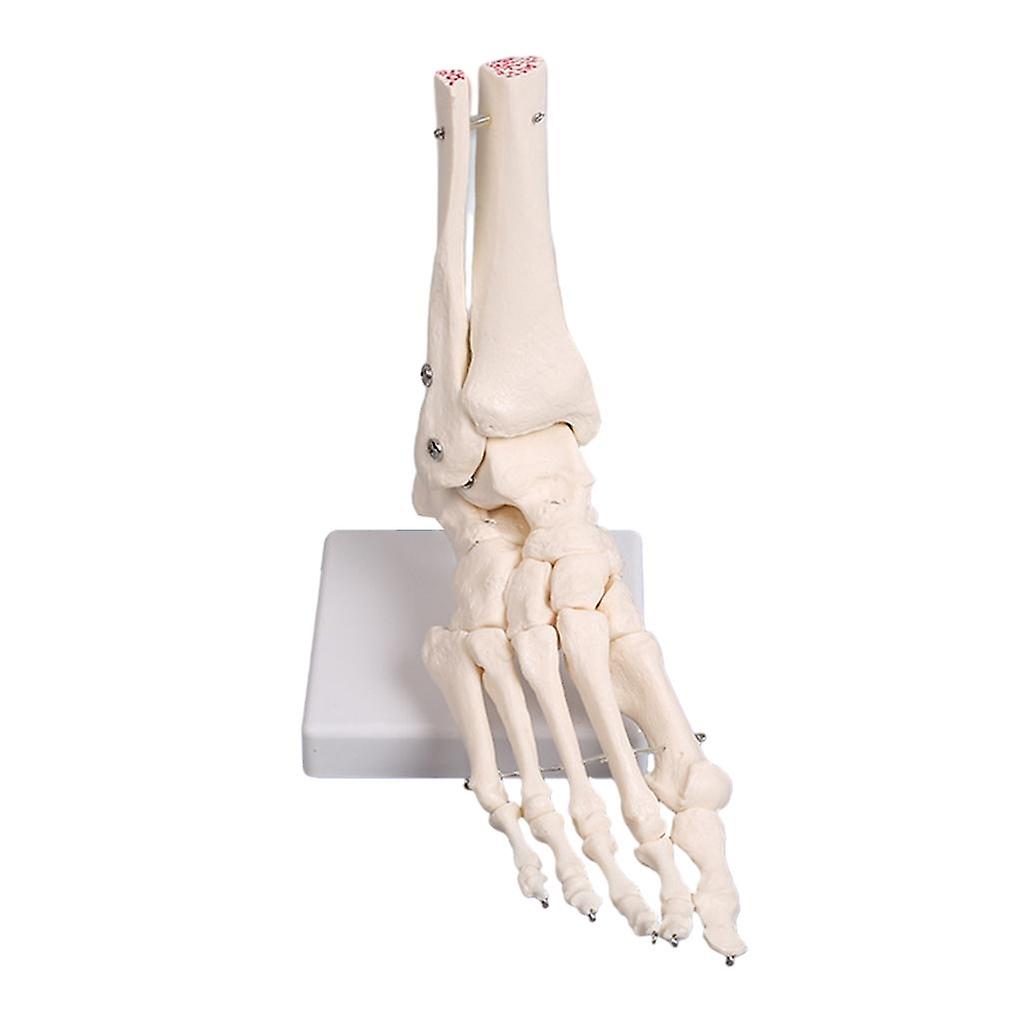 Life Size 1:1 Foot Joint Model With Base Foot Skeleton Model For ...