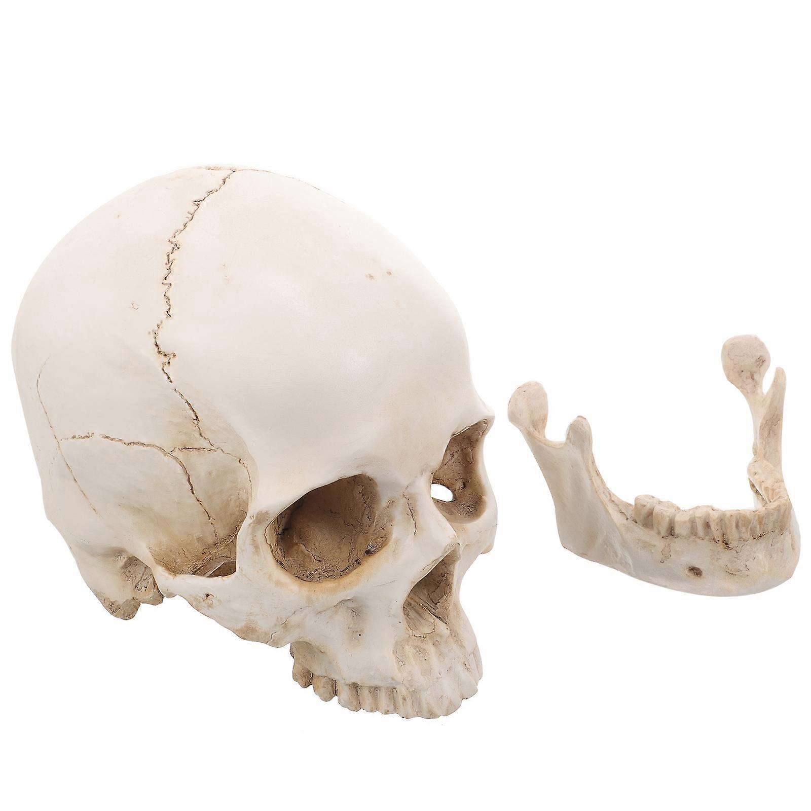 Medical Skull Model Detachable Human Skull Model Realistic Human Skull ...