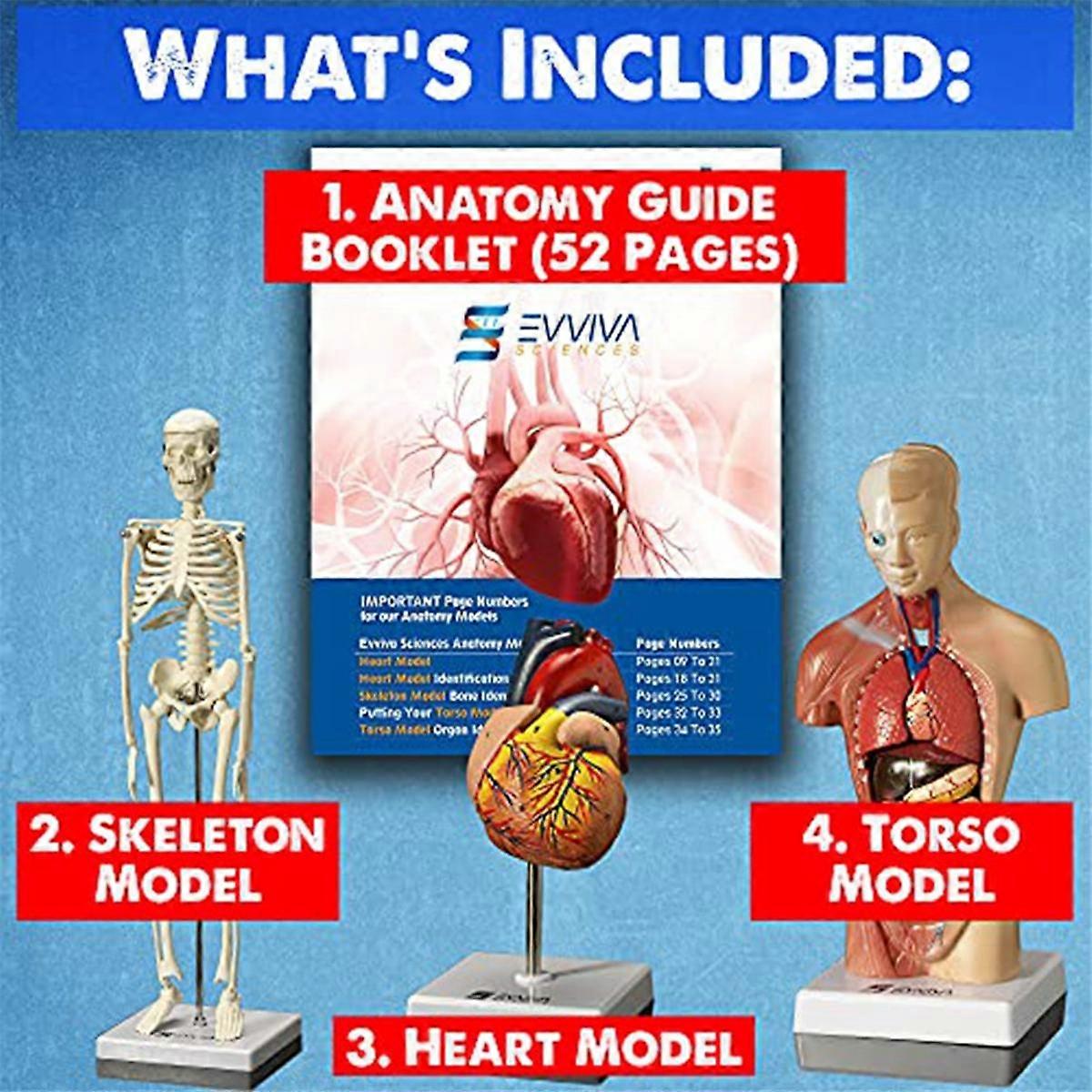 Human Heart,Torso and Skeleton Model- Hands-on 3D Model Learning Tool ...