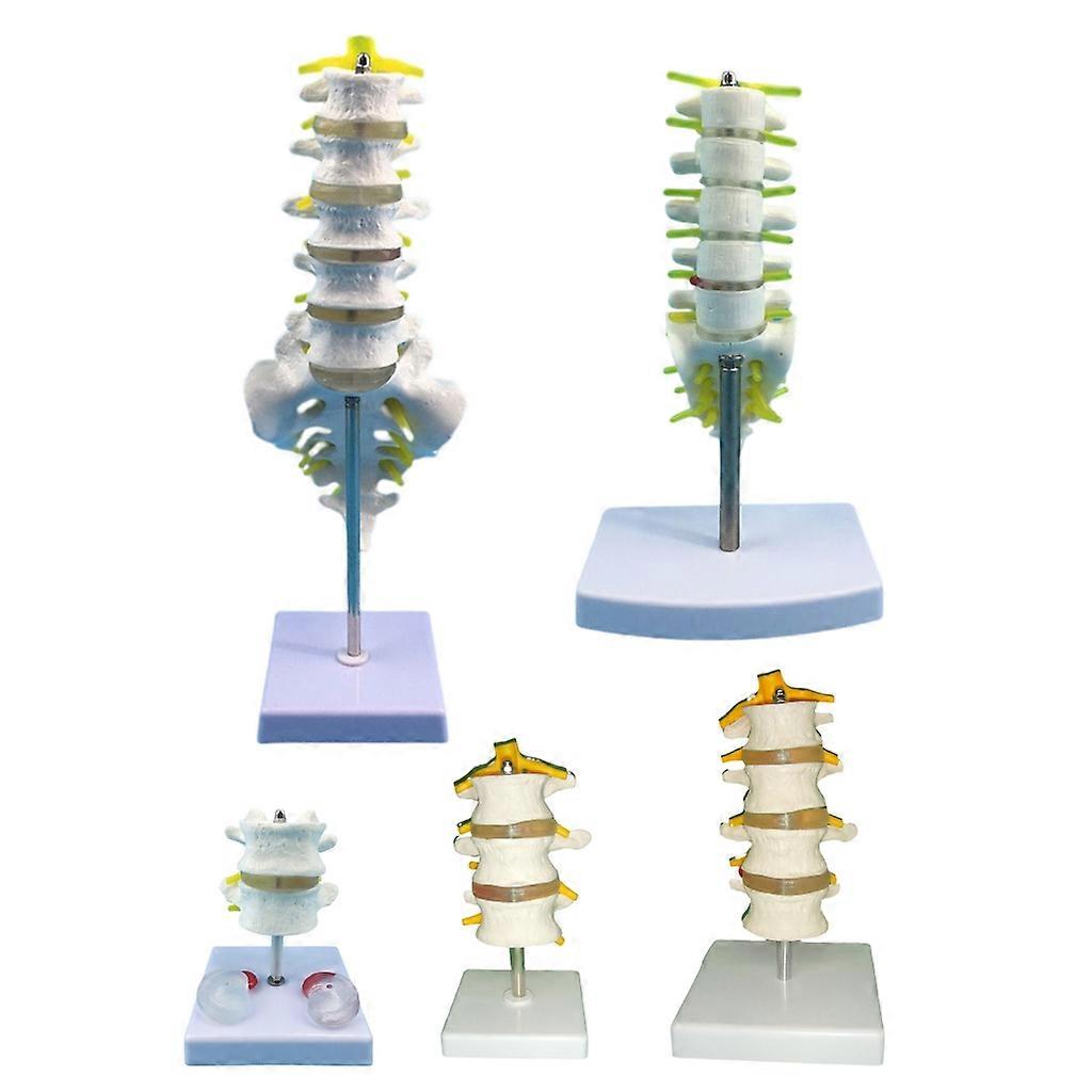 Human Cervical Vertebra Carotid Artery Flexible Spine Model Human ...