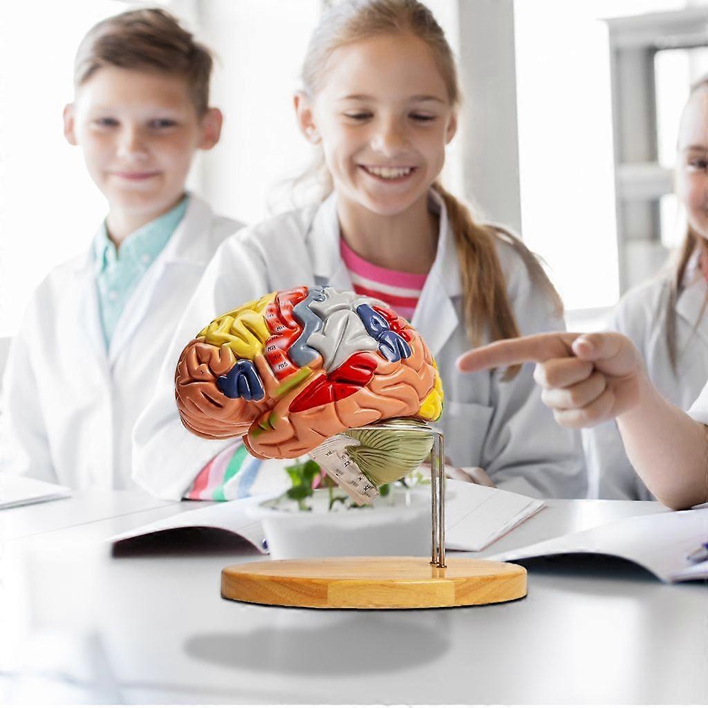 Human Brain Anatomy Model Teaching Aids | Fruugo UK
