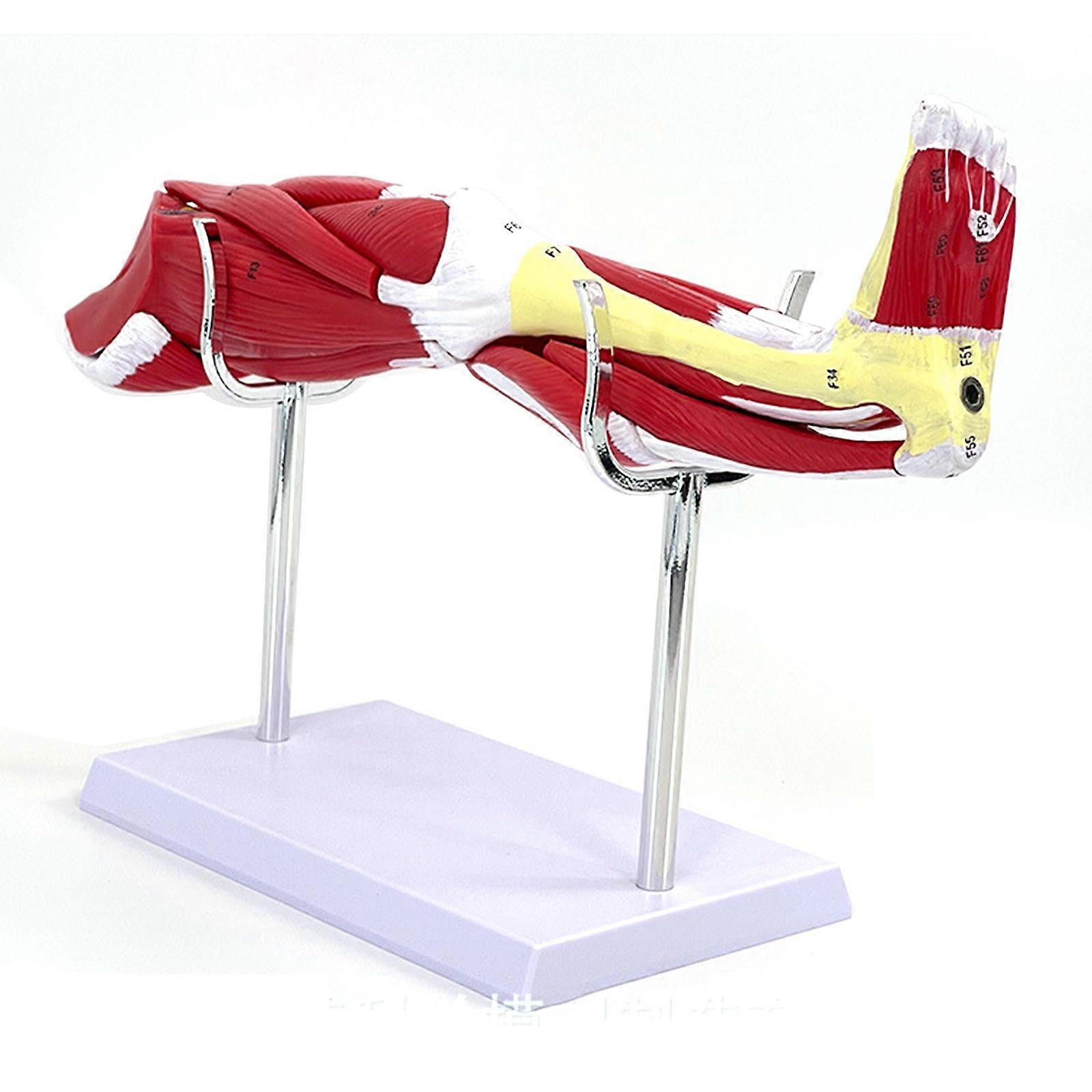 Human Limb Muscle Anatomy Model Upper Limb Muscle Model Lower Limbs ...