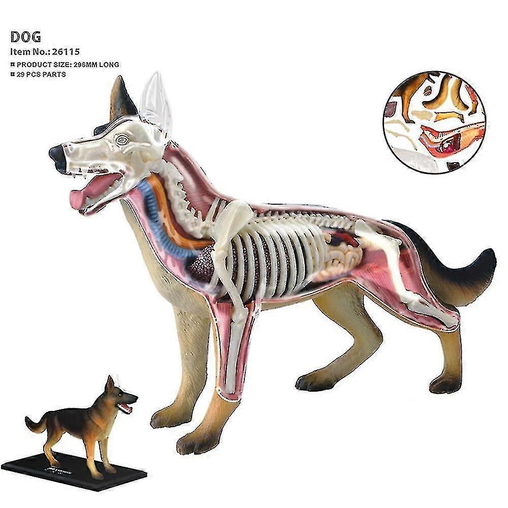 Animal Anatomy Model 4d Dog Intelligence Assembling Toy Teaching ...