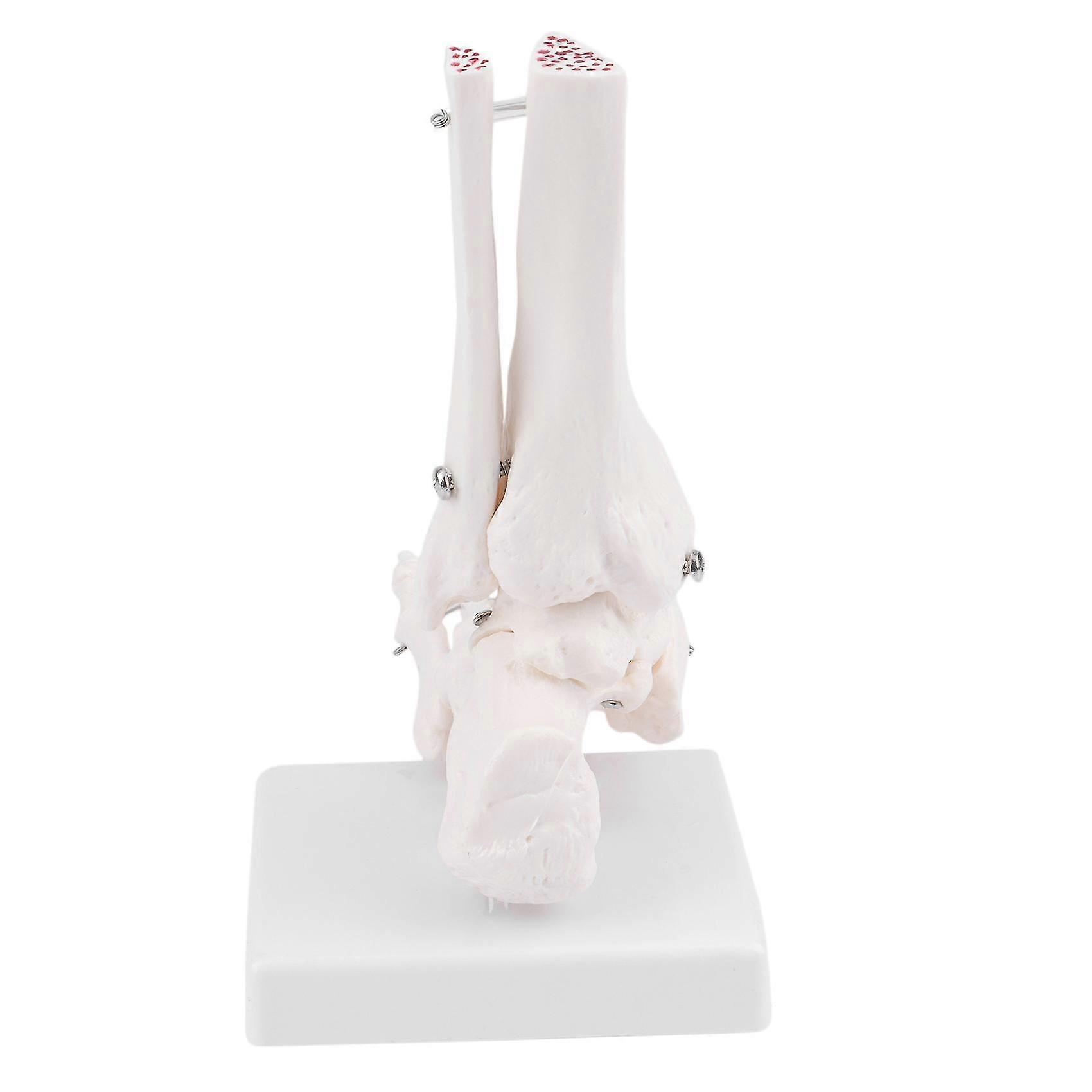 Human Skeleton Foot Anatomy Model Foot and Ankle with Shank Bone ...