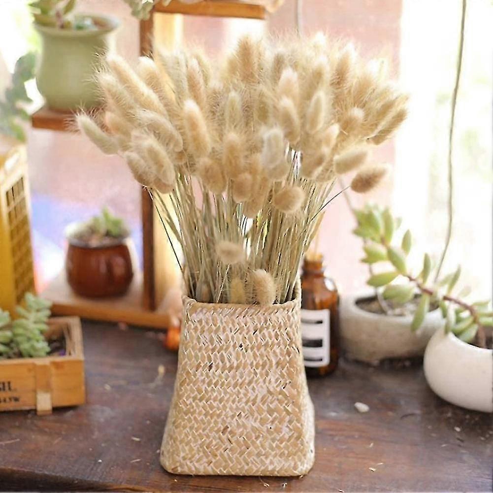 Rabbit Tail Grass Bunny Tails Dried Flowers Lagurus Ovatus NEW Stem ...