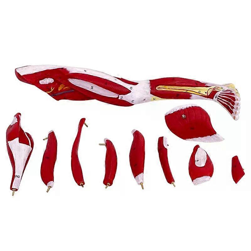 limb arm muscle anatomy 40x20x16cm lower limb leg limb muscle ...