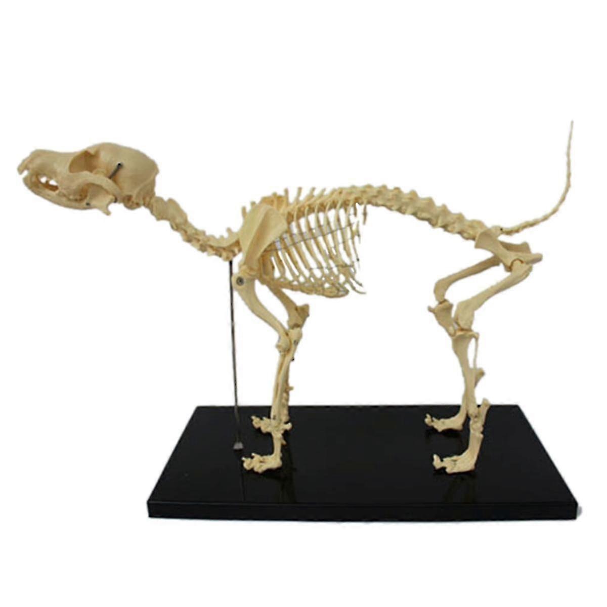 Dog Skeleton Model Dog Anatomy Animal Teaching Model Laboratory ...