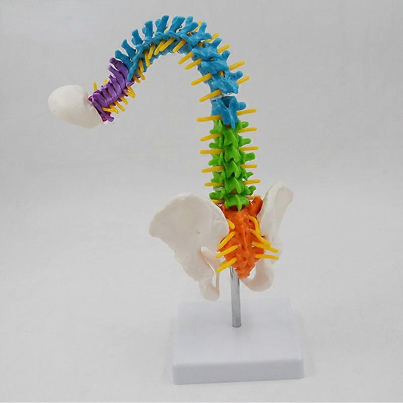 45Cm Flexible Colored Spine Model Medical Teaching Tool Skeleton ...