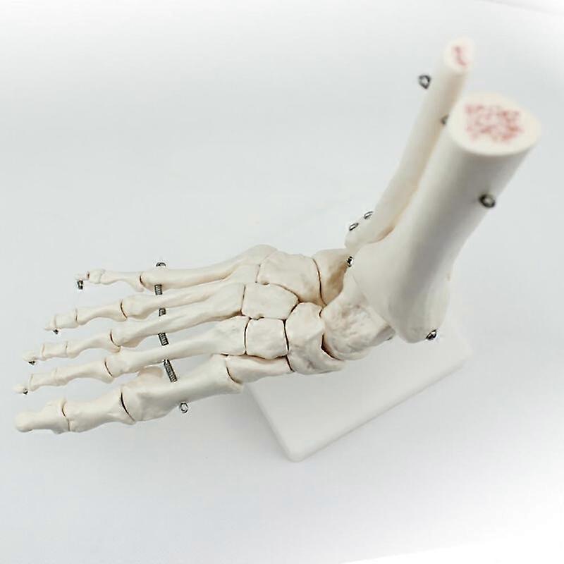 Medical Human Skeleton Foot Bones Anatomy Model Foot and Ankle With ...