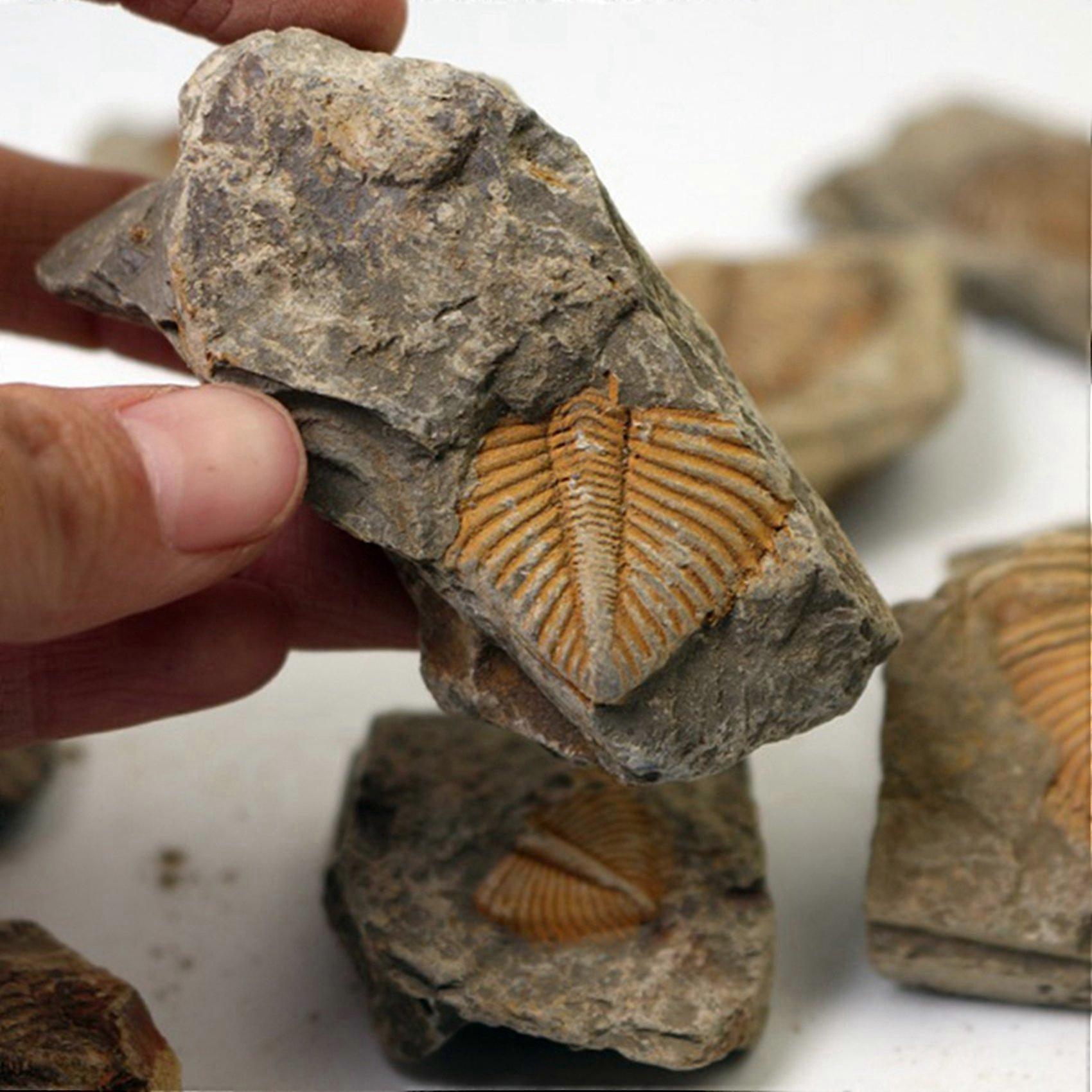 2 PC Natural Trilobite Tail Fossil Ancient Fossils Teaching Specimens Collection | Fruugo UK