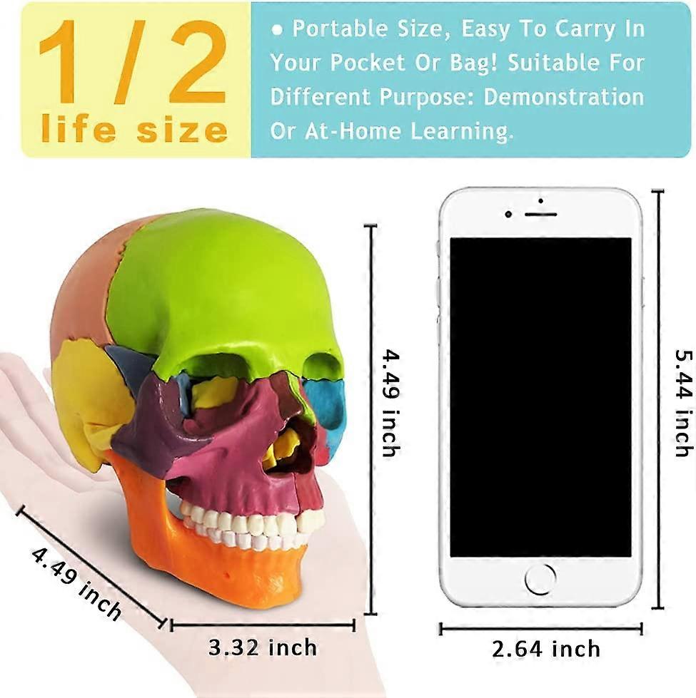 2023 New Anatomy Skull Model 15 Parts Human Anatomy Exploded Skull ...
