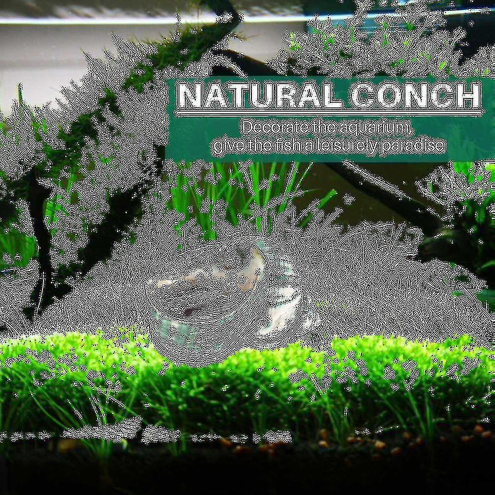 10cm Green Turbo Natural Rare Real Sea Shell Conch Stunning Healing ...