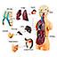 Science Human Body Model Classroom With Removable Organs Learning Diy ...