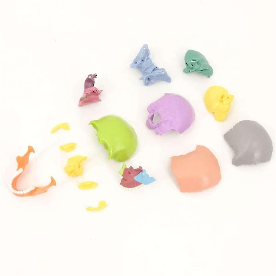 Mini Human Skull Model, 15 Parts Palm-sized Anatomy Skull Model ...