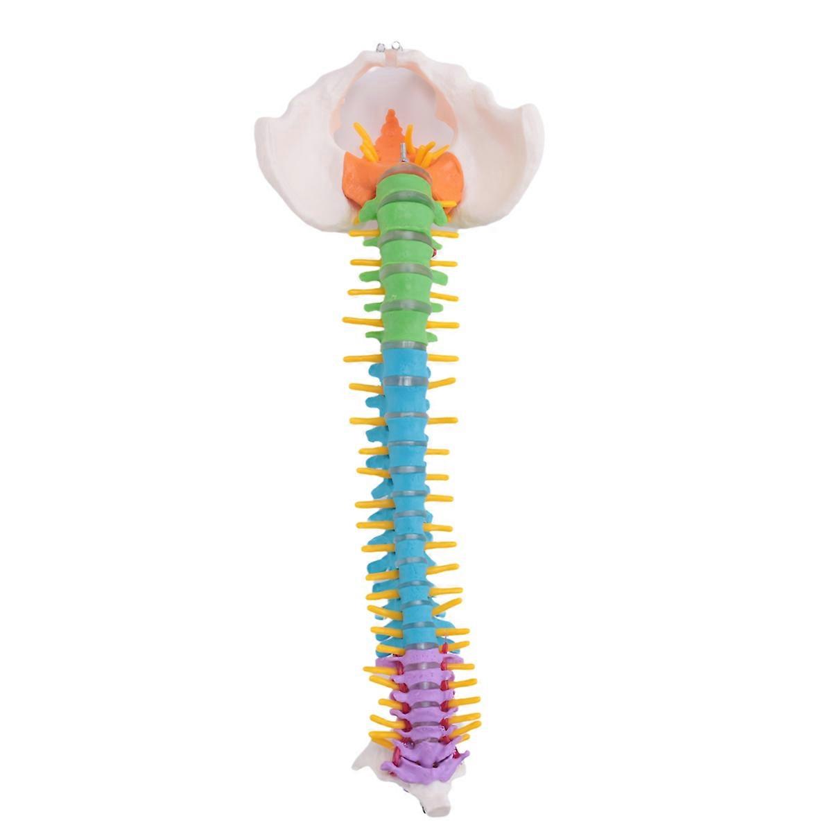 45Cm with Pelvic Human Anatomical Anatomy Spine Spinal Column Model ...