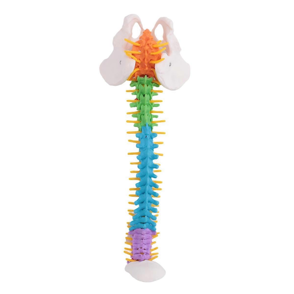 45Cm with Pelvic Human Anatomical Anatomy Spine Spinal Column Model ...