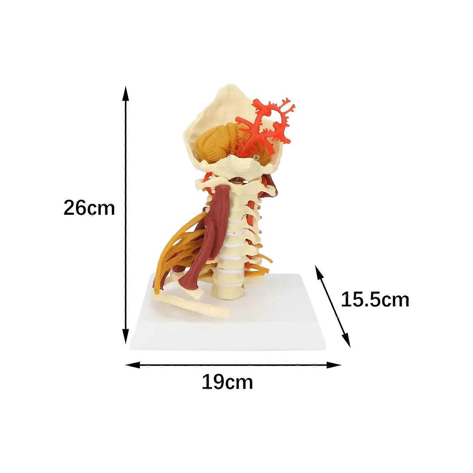 Spine Model Nerves Arteries Teaching Medical Model Spinal Cord Model ...