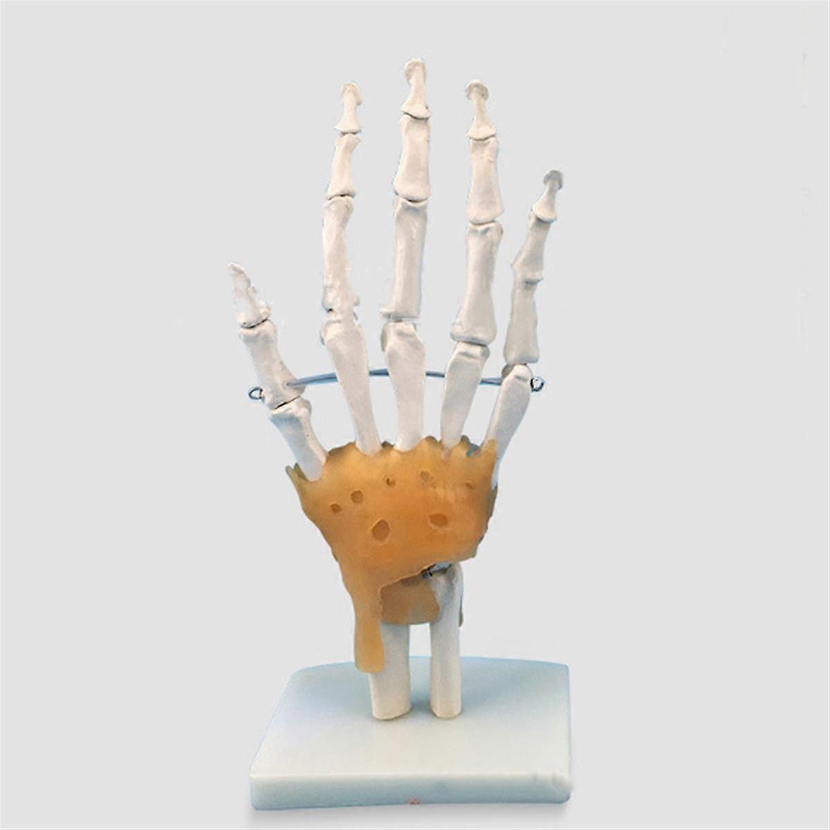 Human Hand Joint Model with Ligaments, Flexible 1:1 Scientific Life ...