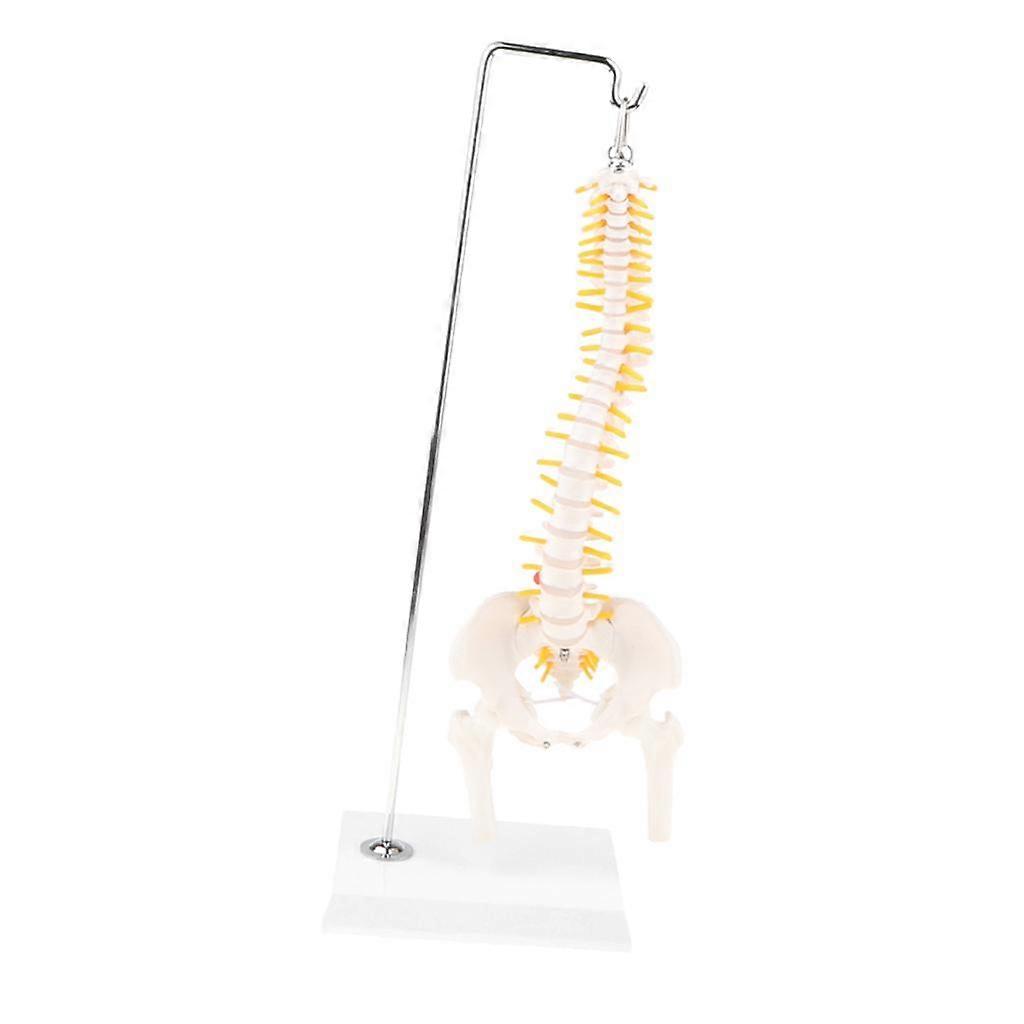 45cm Flexible 1:1 Adult Lumbar Bend Spine Model Human Skeleton School ...