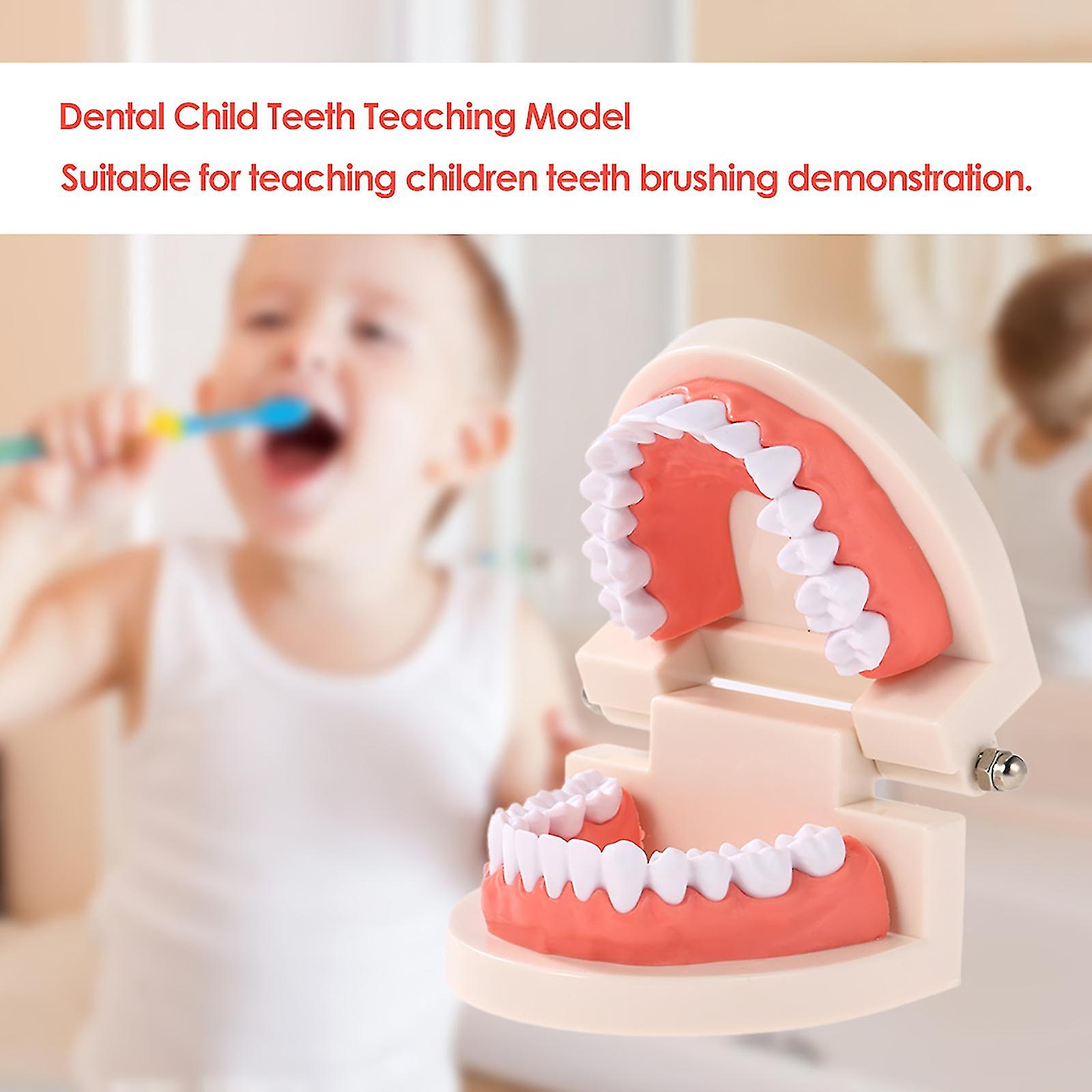 Dental Child Teeth Teaching Model Adult Teeth Gums Standard ...