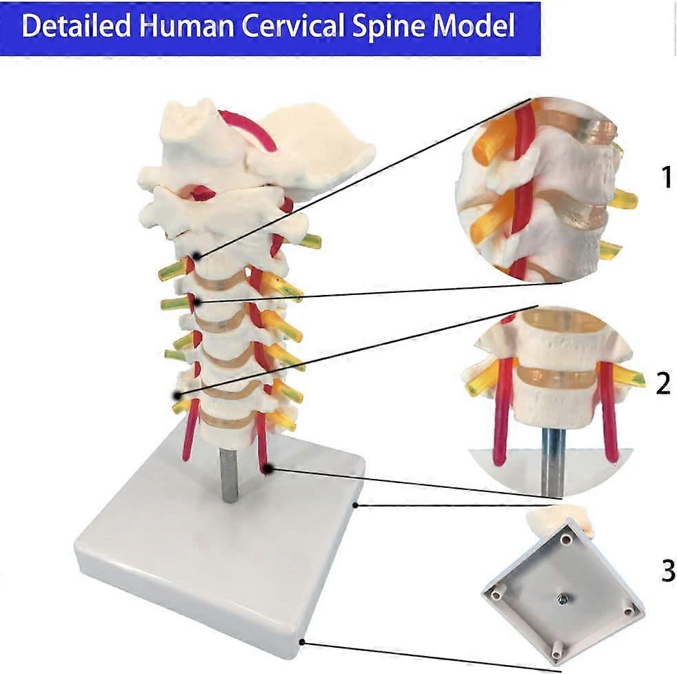 Cervical Spine Model with Nerves, Life Size Anatomical Vertebral Spine ...