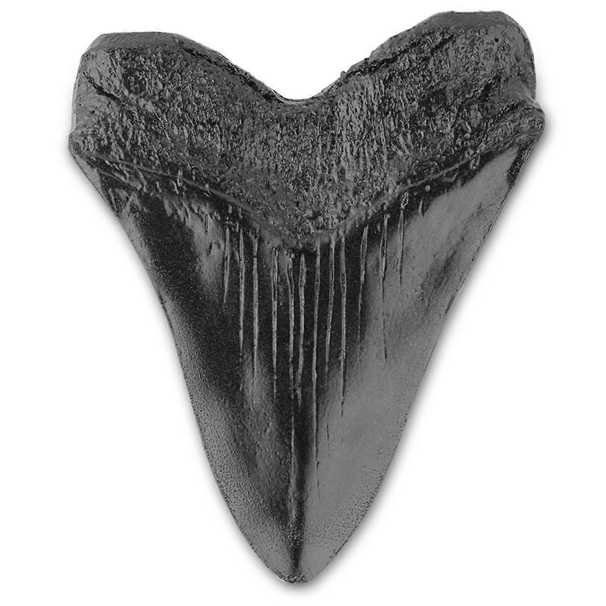 Resin Megalodon Tooth Fossil Giant Tooth Megalodon Tooth Replica ...