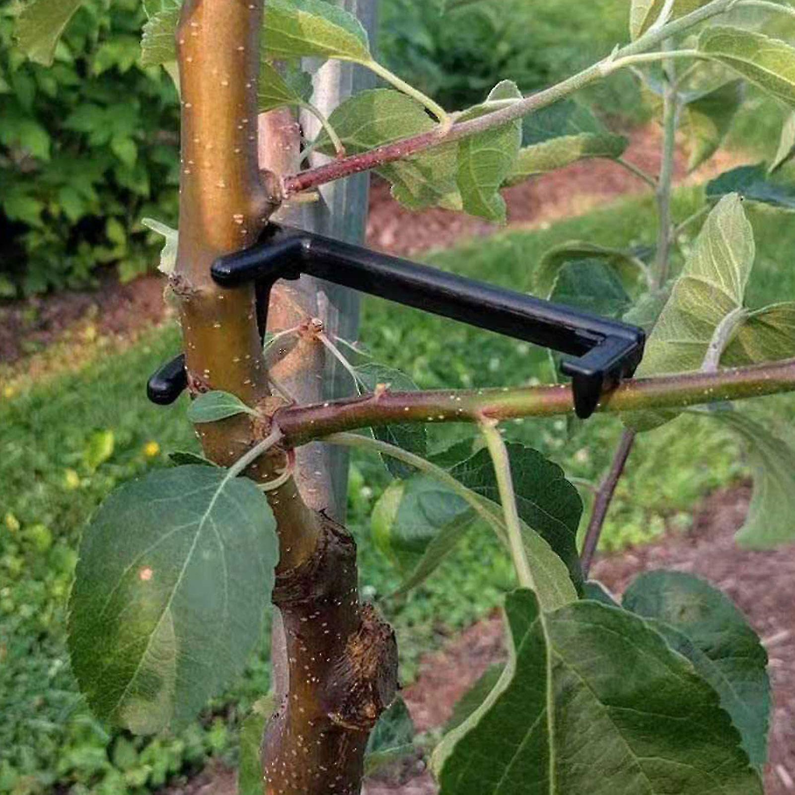 Fruit Tree Branch Limb Spreader Help Fruit Tree Grow From Central Stem ...