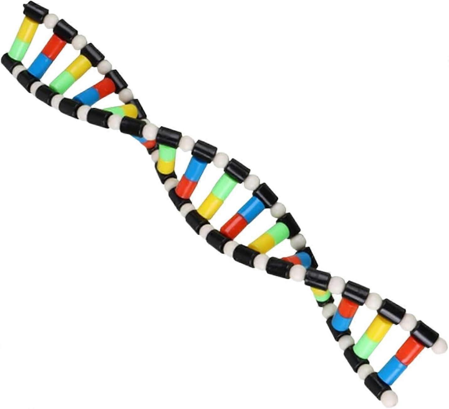 DNA Model Kit - Double Helix Structure Assembly DNA Model - Educational ...