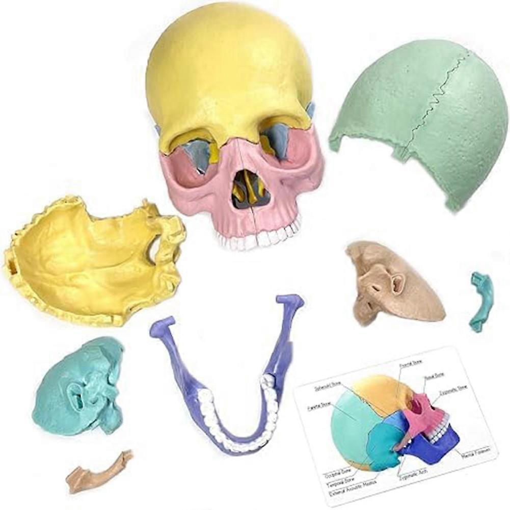 Anatomy Skull Model, Human Anatomy Skull Puzzle, Detachable Mini Human ...