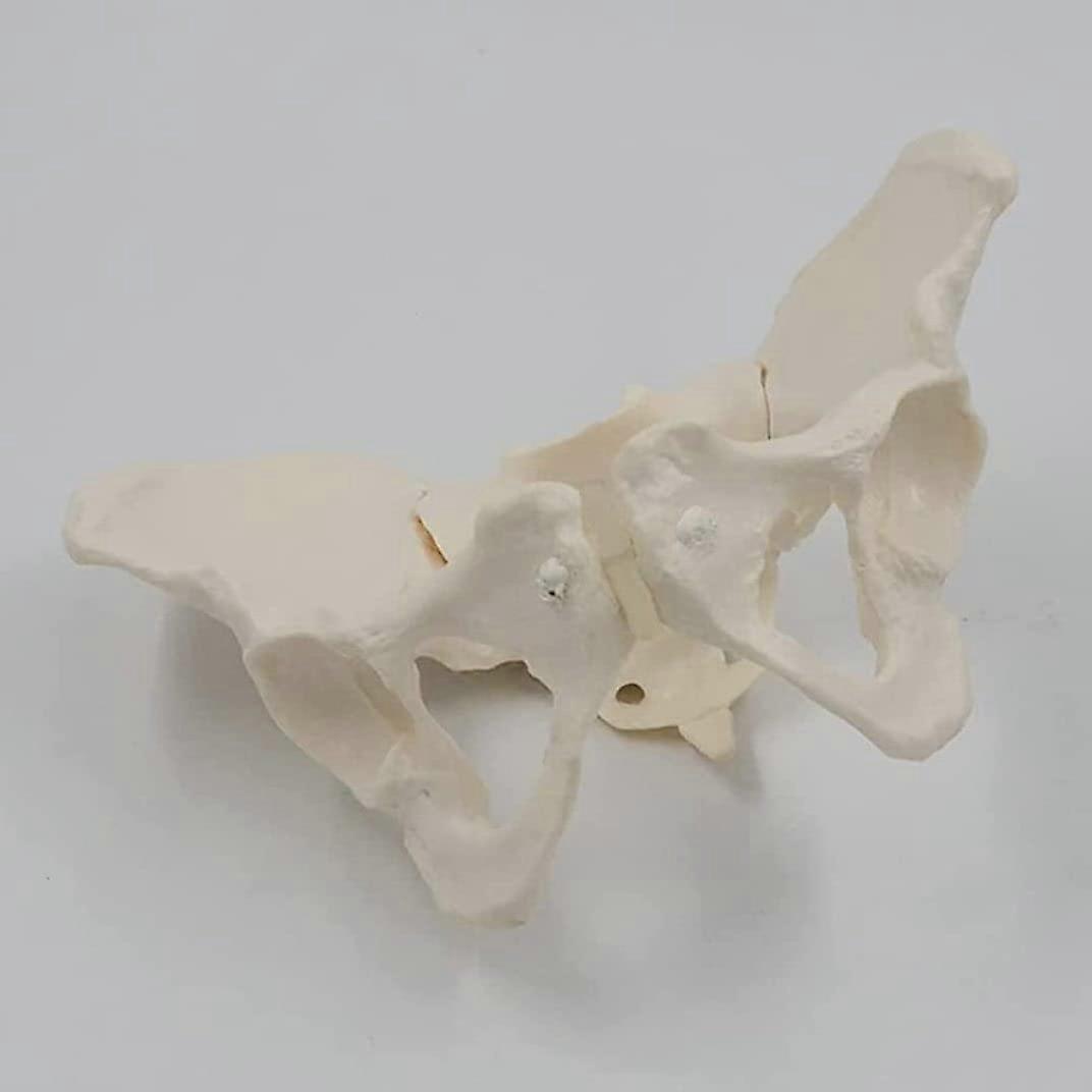 Female Pelvic Model Life-Size Flexible Pelvic Skeleton Model Scientific ...